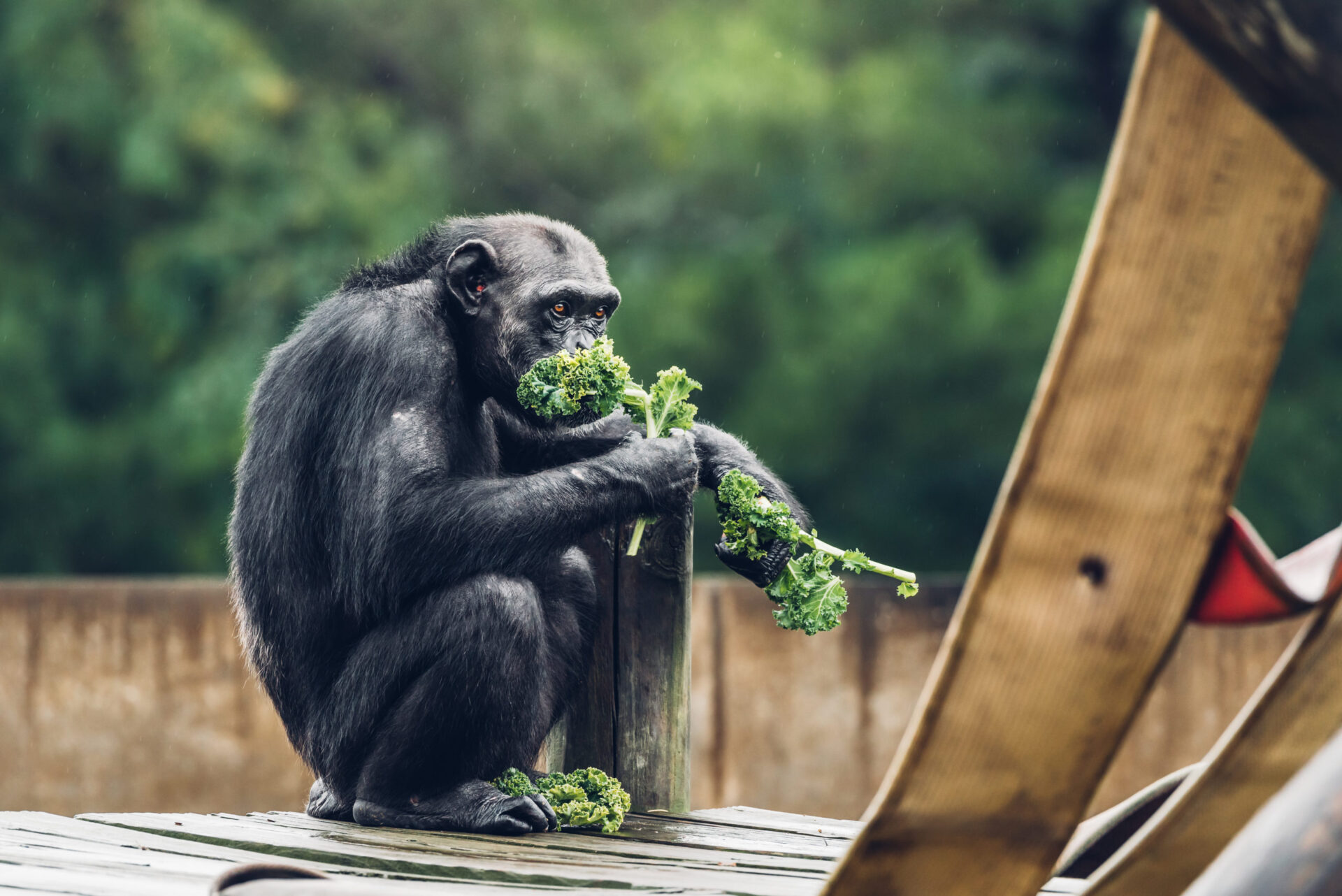 Everything a Chimp Eats in a Day - Chimp Haven