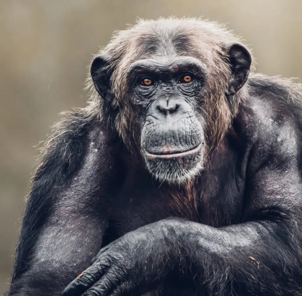 Taffy - Chimp Haven