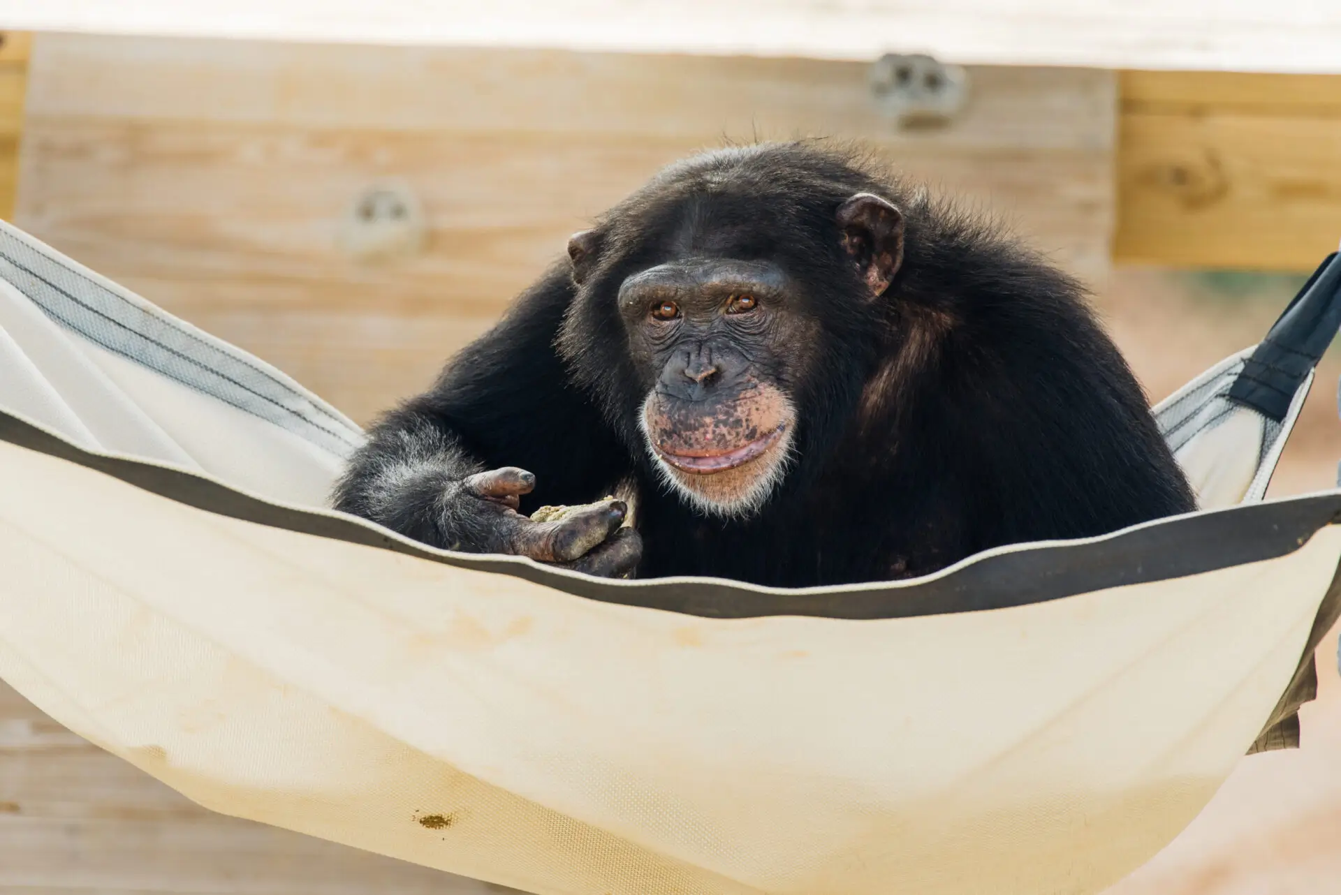 Message from the President: Thank you and Happy New Year! - Chimp Haven