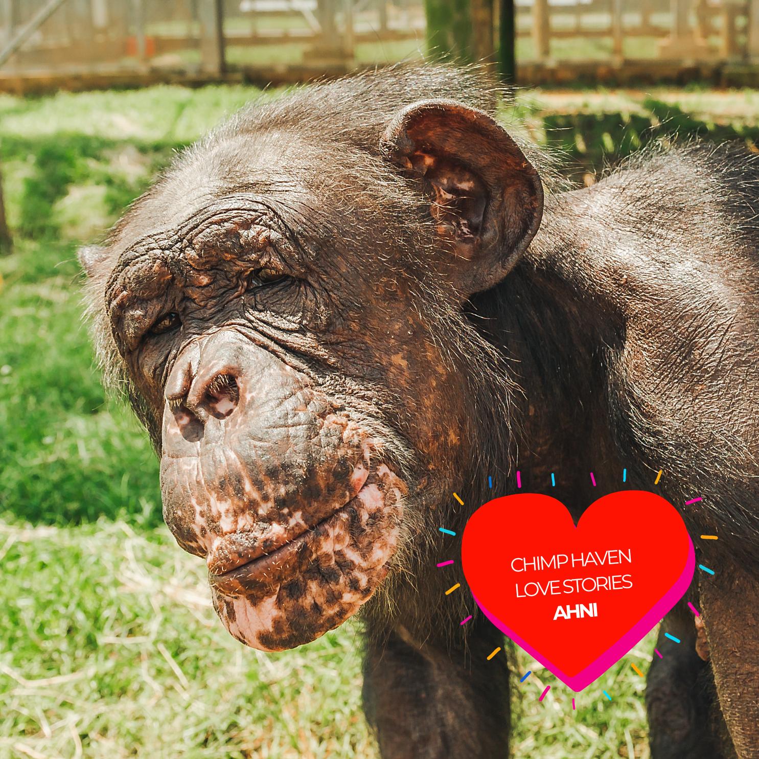 Love Stories: New Girls - Chimp Haven