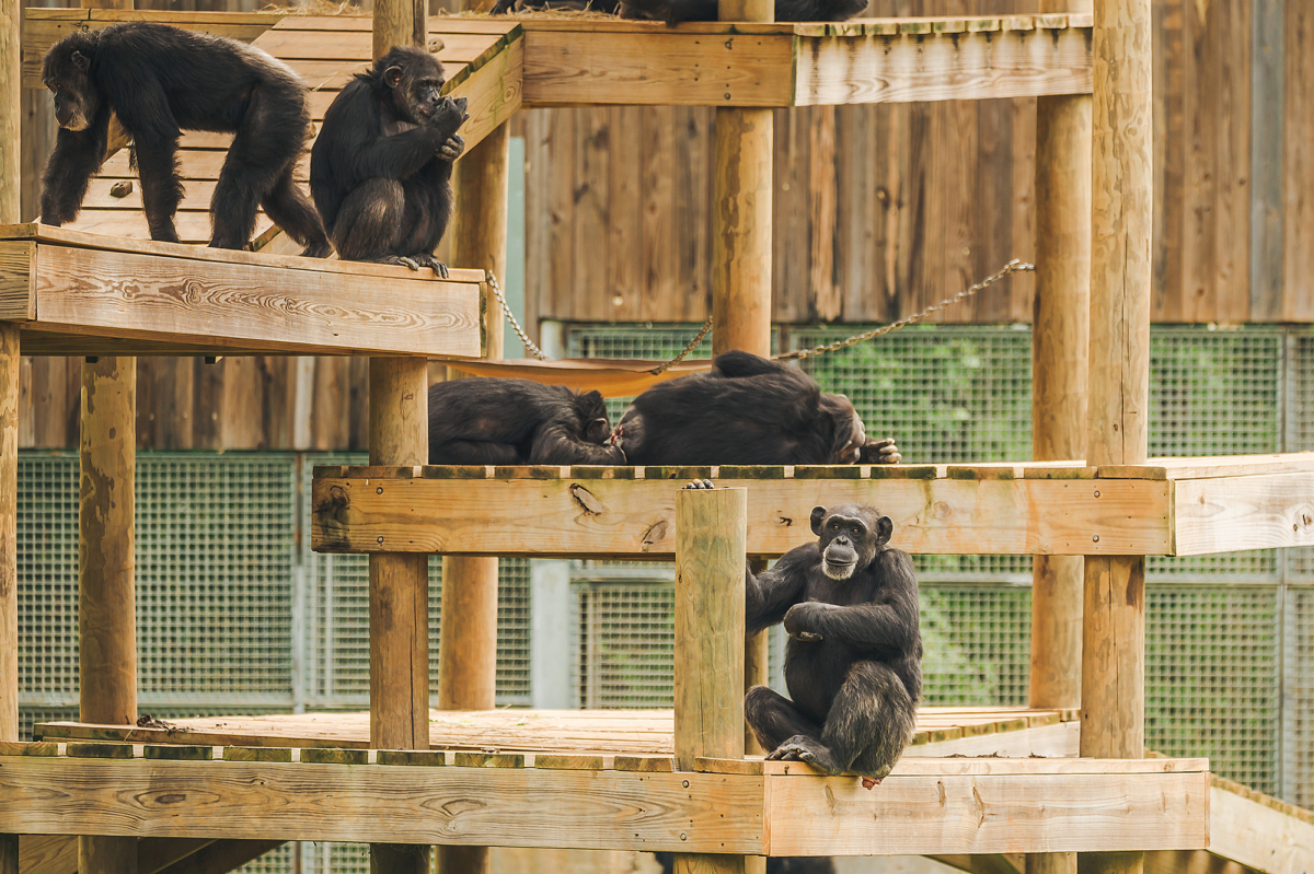 When one door closes, a chimp has probably broken it - Chimp Haven