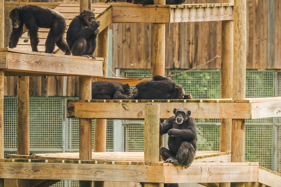 When one door closes, a chimp has probably broken it - Chimp Haven