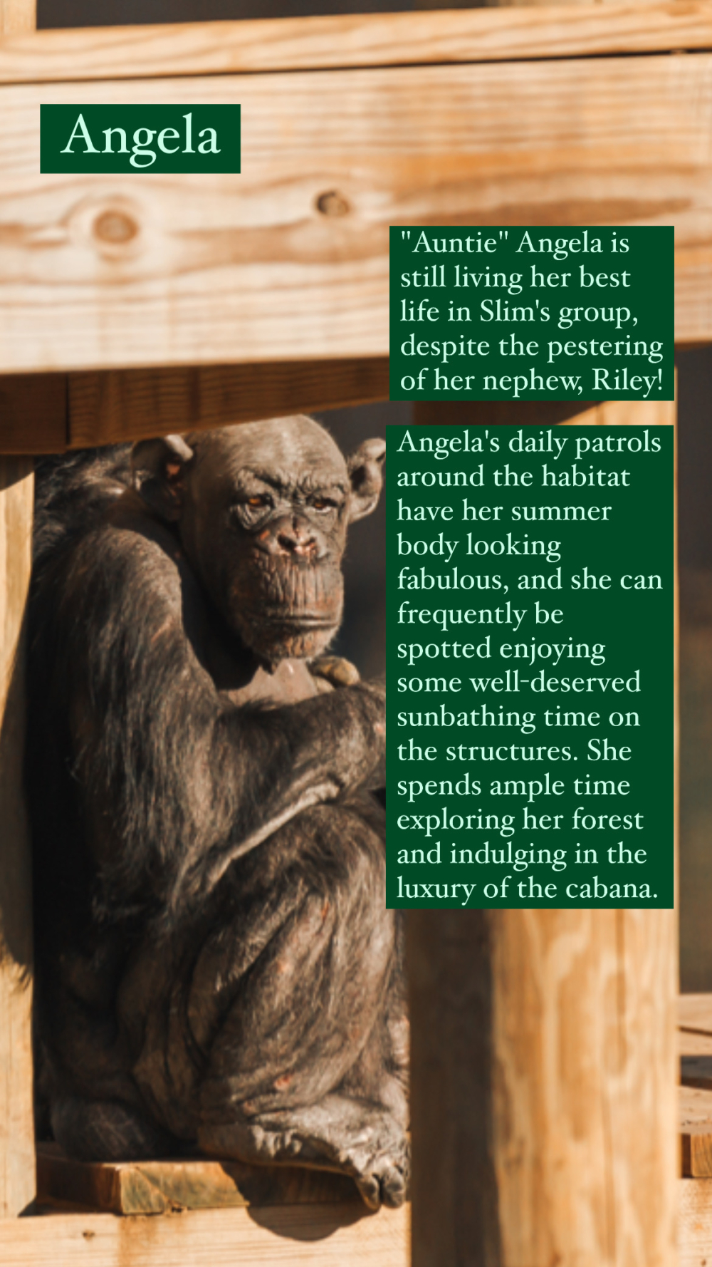 Meet the Chimps Updates - Chimp Haven