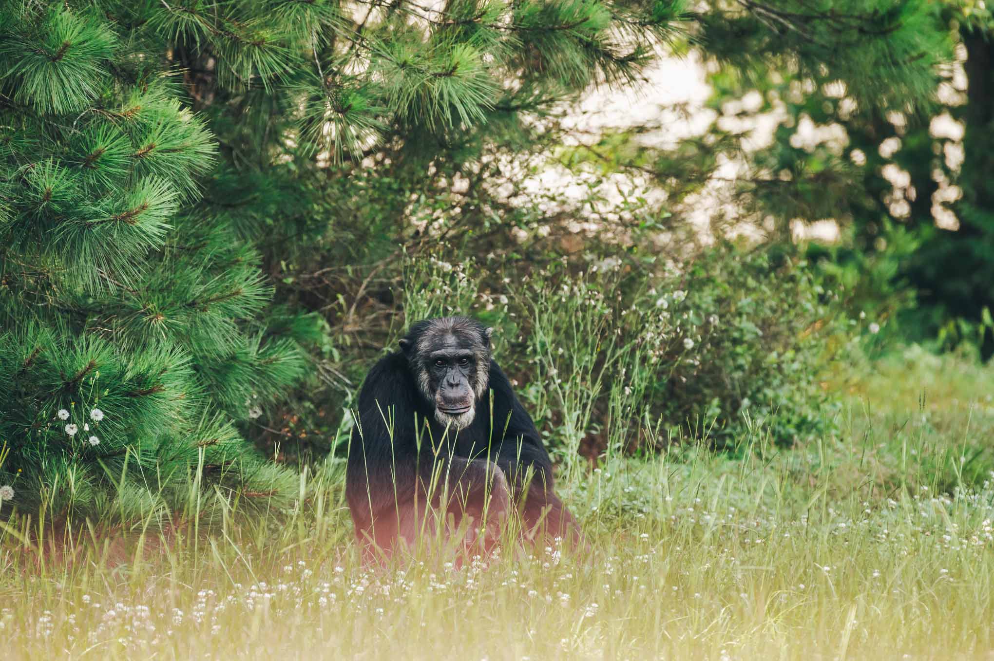 Buster - Chimp Haven