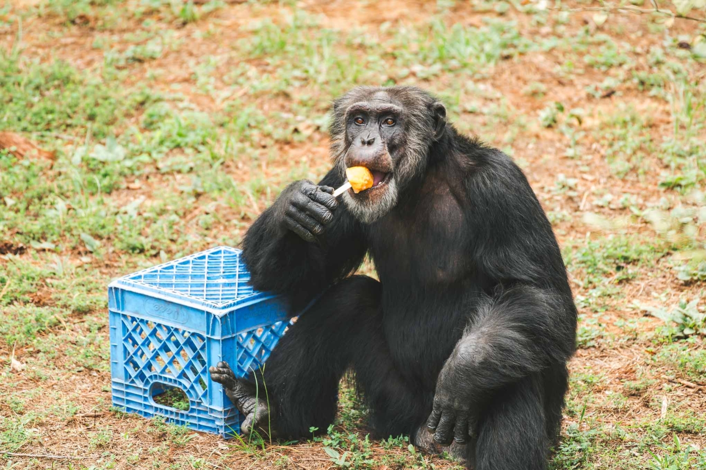Buster - Chimp Haven