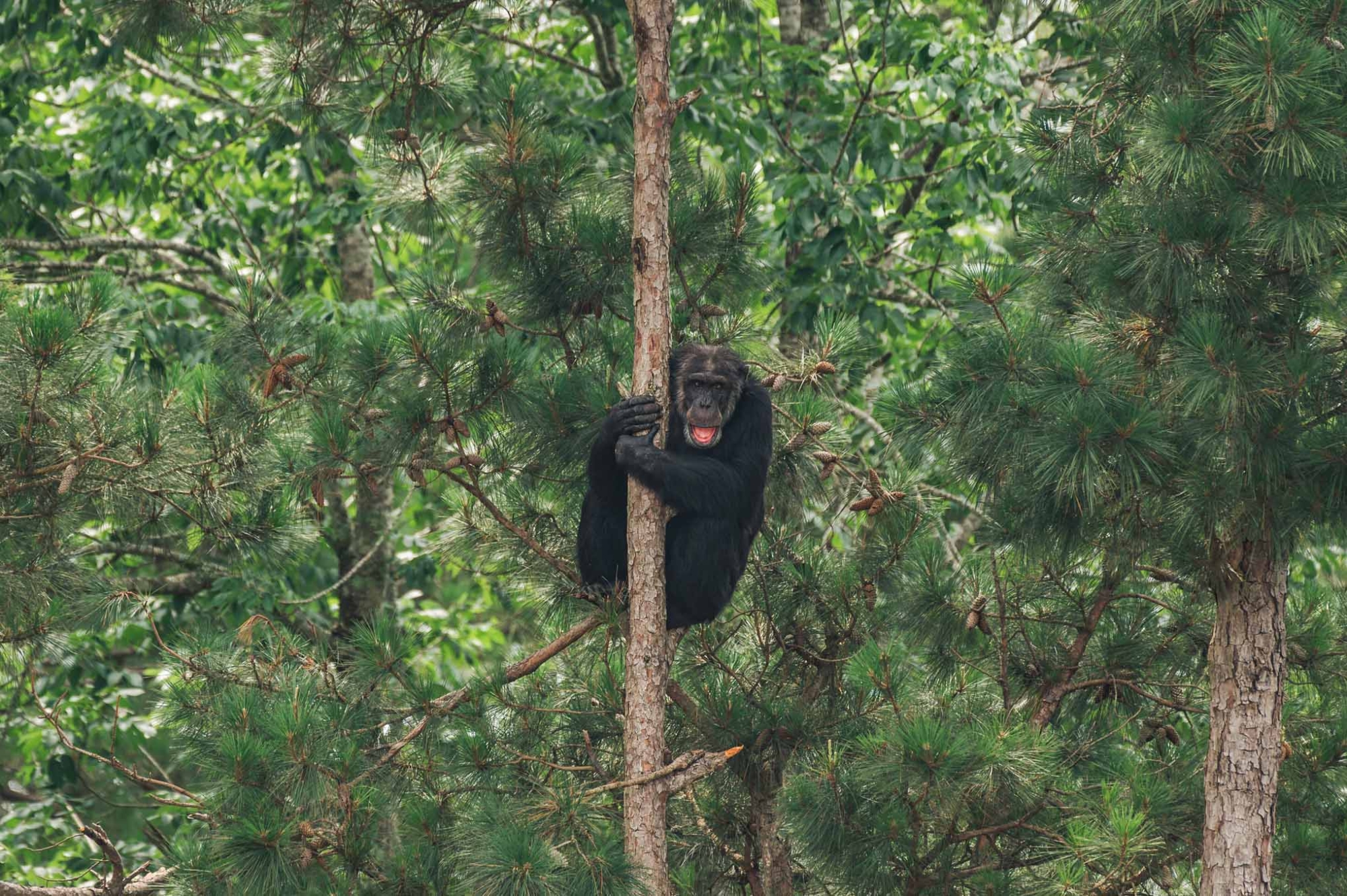 Meet The Chimps - 300+ Chimps To Get To Know - Visit Us