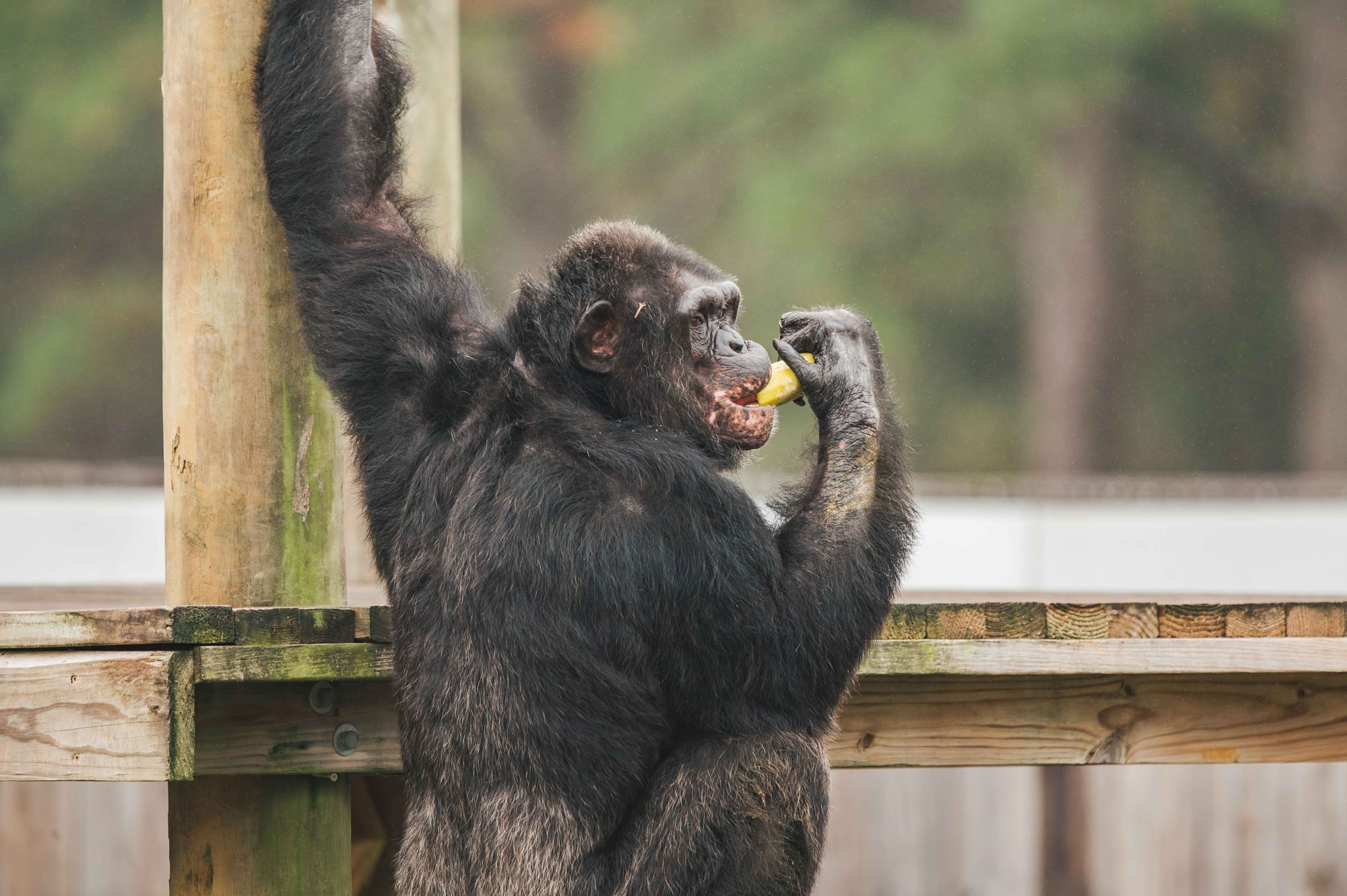 Photos: Fall Enrichment Brings the Pant-Hoots - Chimp Haven