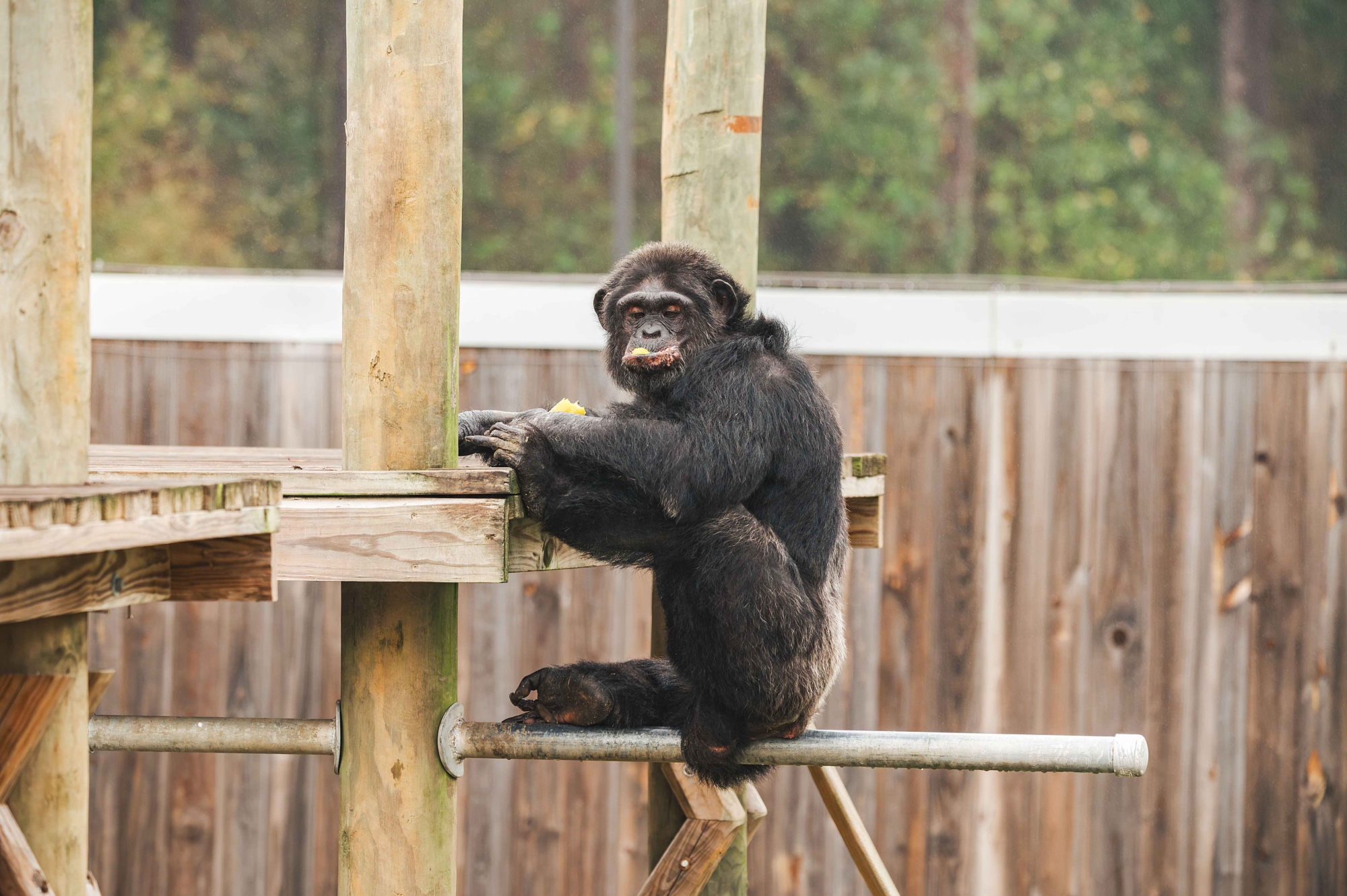 Photos: Fall Enrichment Brings the Pant-Hoots - Chimp Haven