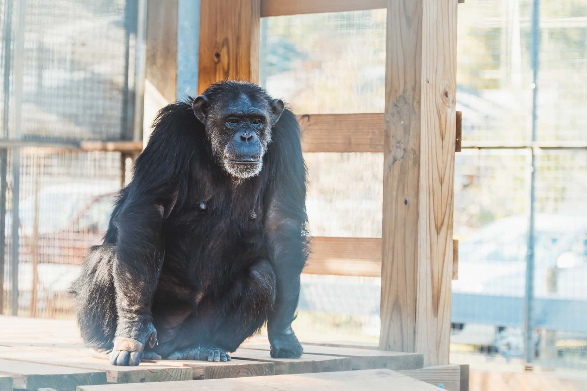 Training Tales: Working Out with Cocoa Puff - Chimp Haven