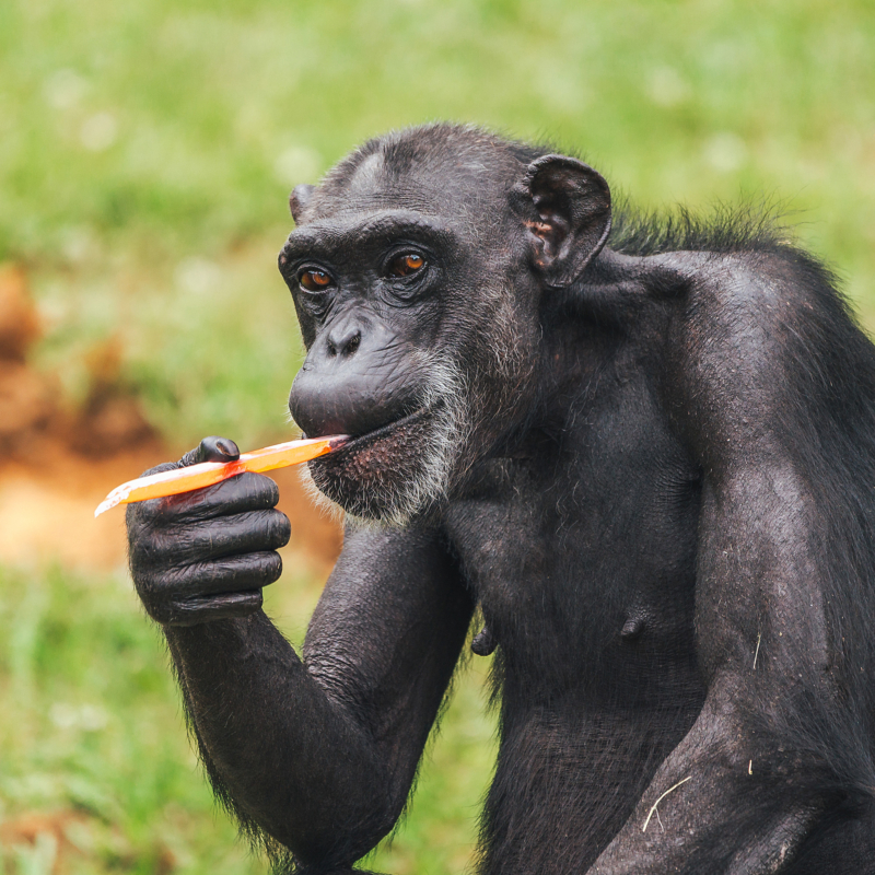 Plan Your Visit at Chimp Haven Sanctuary - Contact Us Now