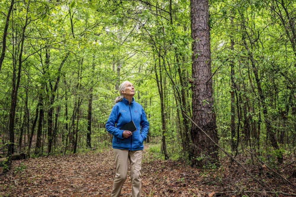 Remembering the Incomparable Dr. Jane Goodall - Chimp Haven