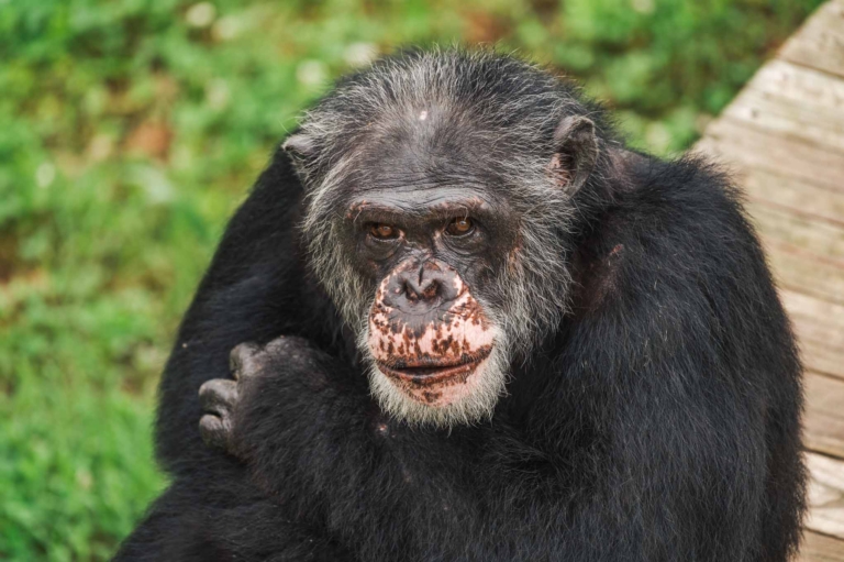 Meet The Chimps - 300+ Chimps To Get To Know - Visit Us
