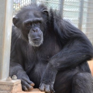 Chimpanzee Myths and Fun Facts - Chimp Haven