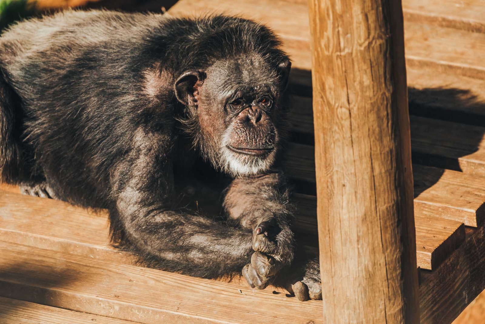 The Things They’re Grateful For - Chimp Haven