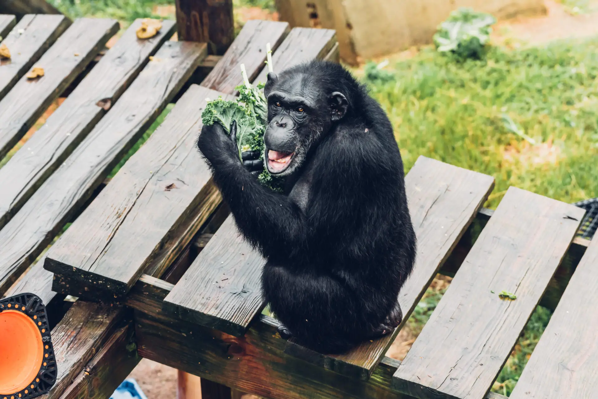 Everything a Chimp Eats in a Day - Chimp Haven