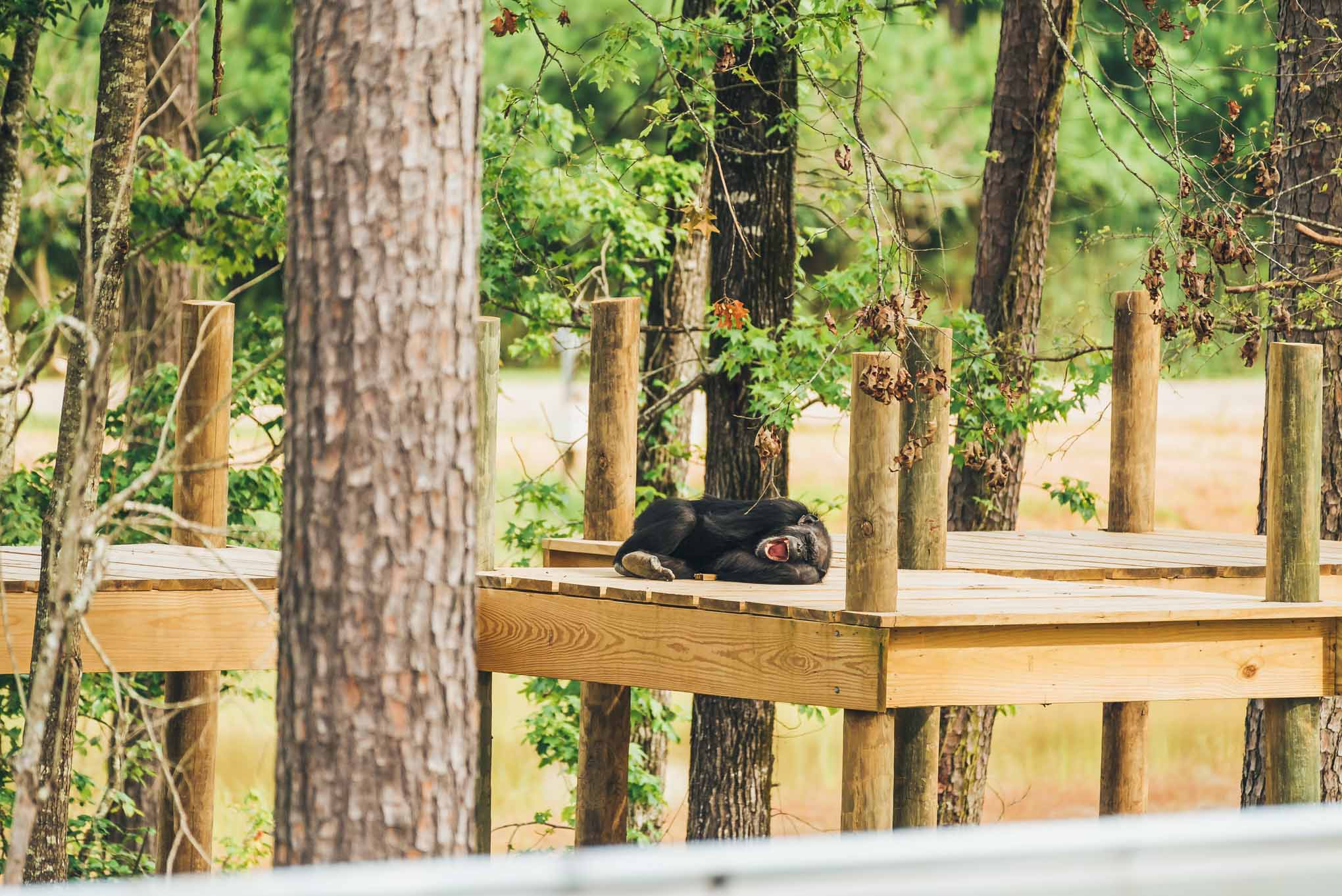 Gage - Chimp Haven