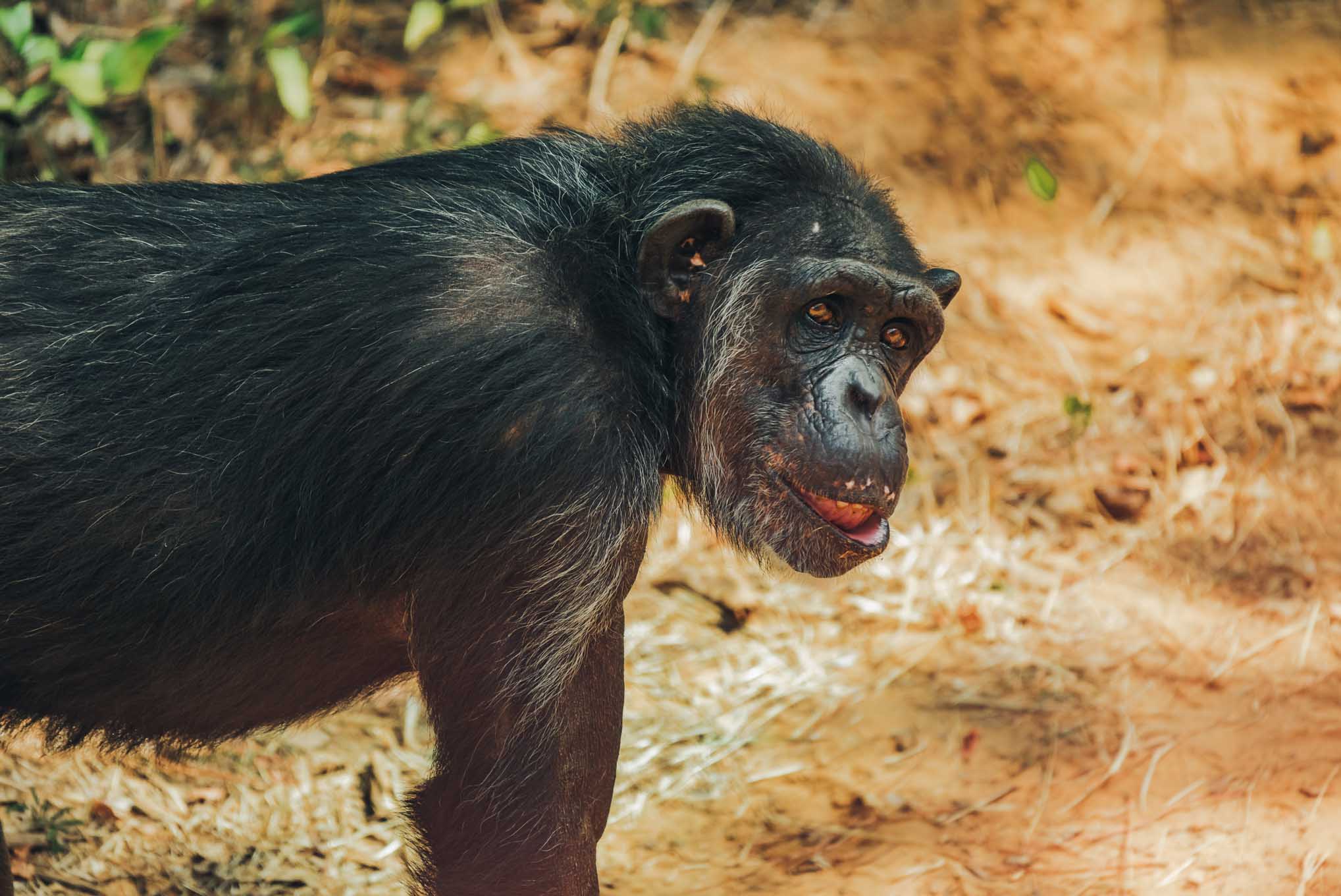 Gracie - Chimp Haven