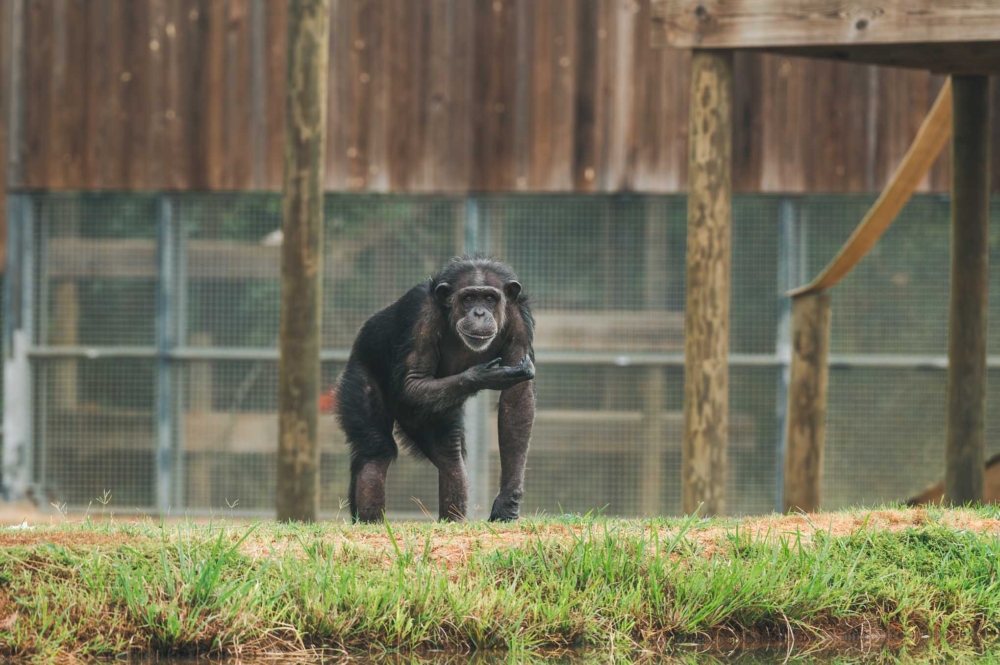 Gracie - Chimp Haven