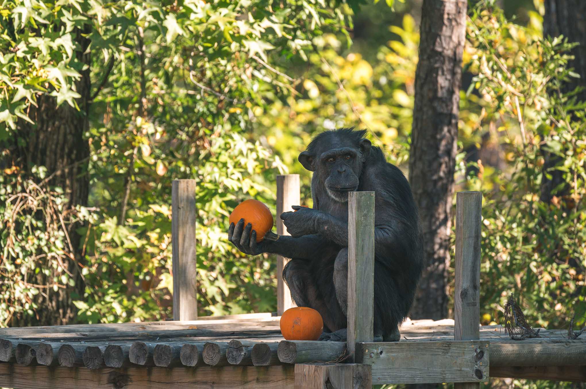 Gracie - Chimp Haven