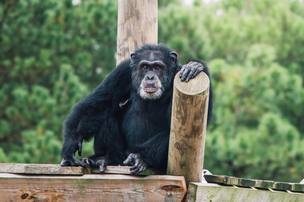 Help End Private Chimp Ownership