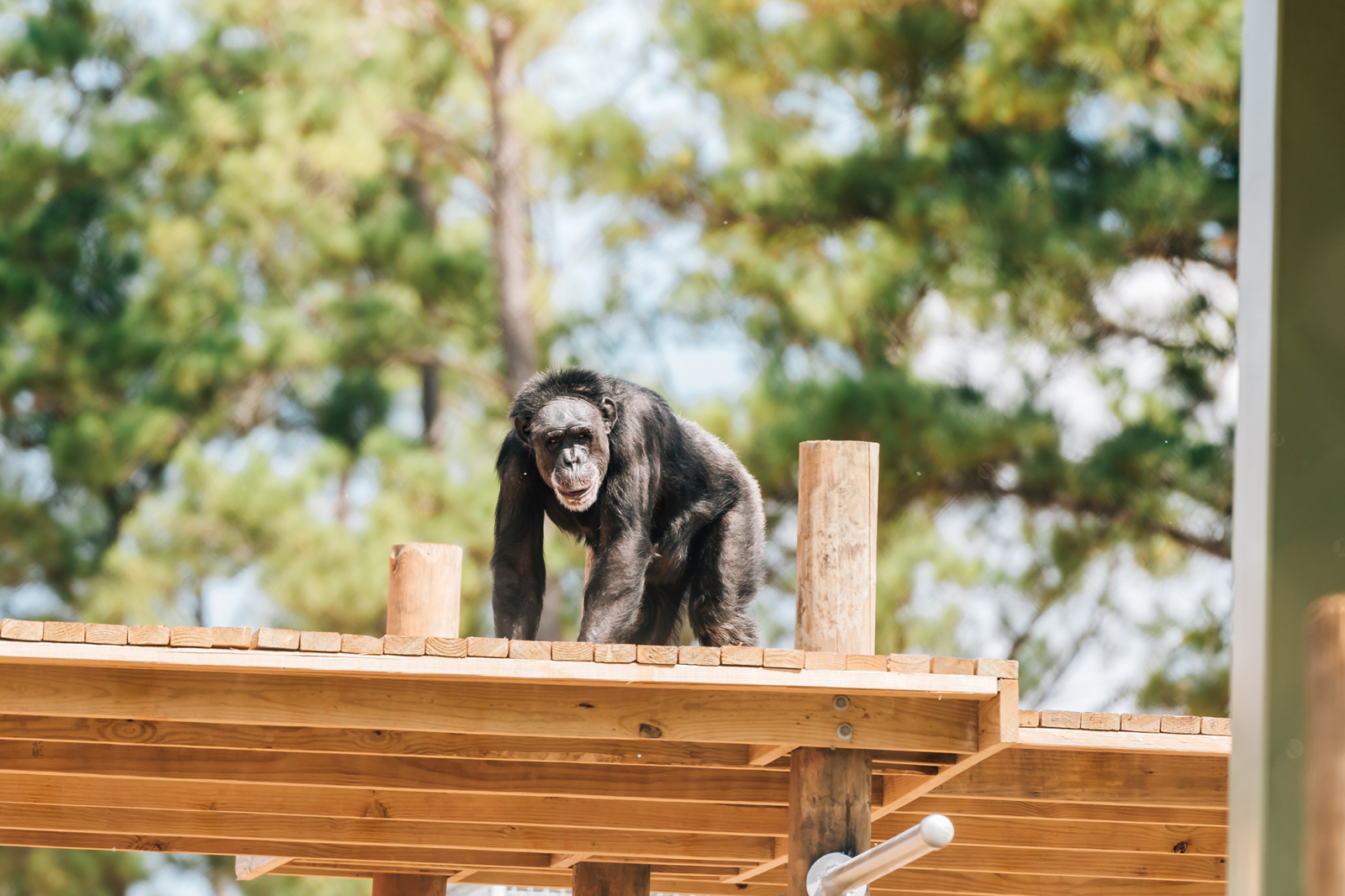 When one door closes, a chimp has probably broken it - Chimp Haven