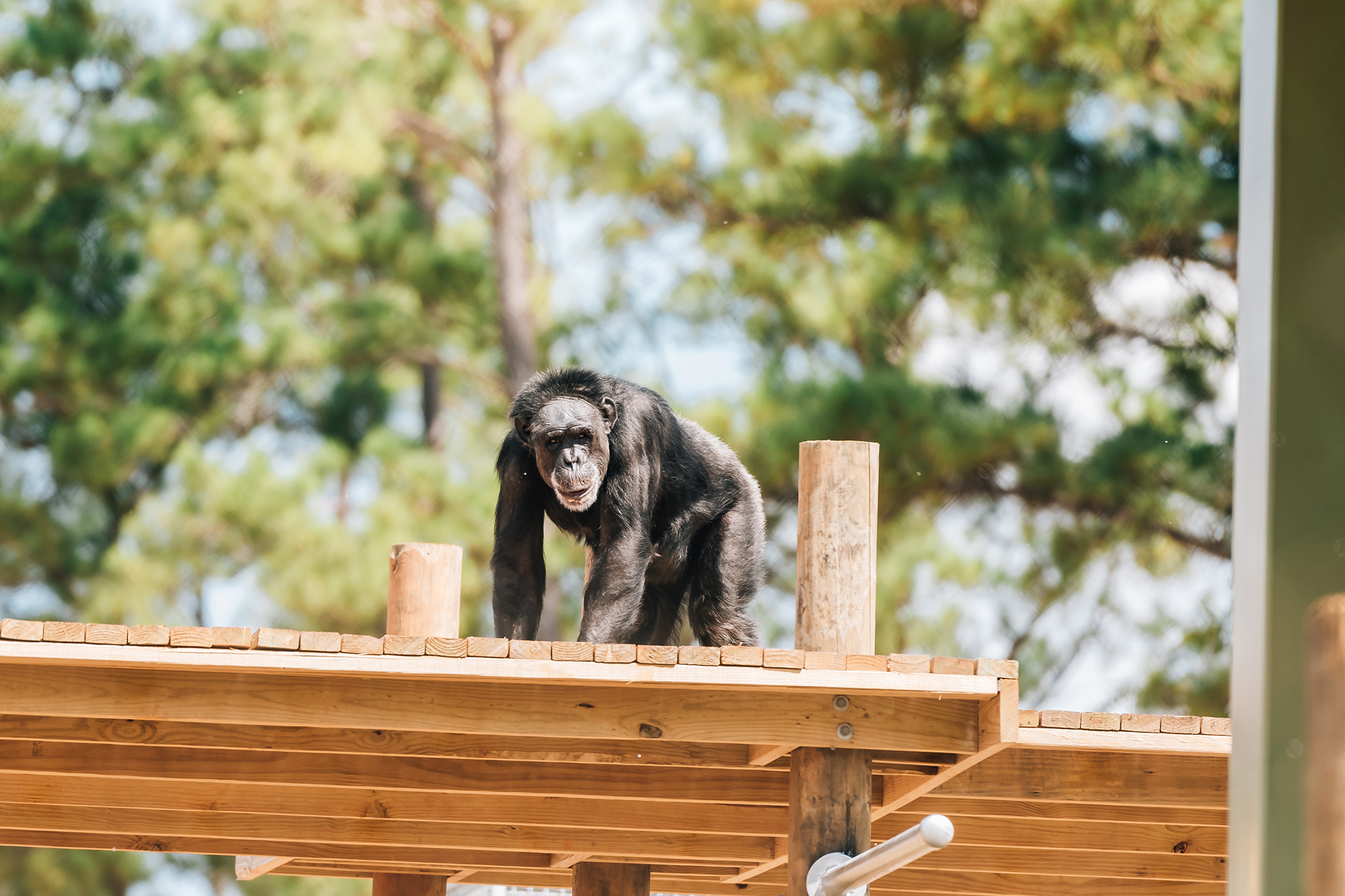 When one door closes, a chimp has probably broken it - Chimp Haven