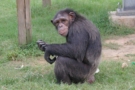Meet The Chimps - 300+ Chimps To Get To Know - Visit Us