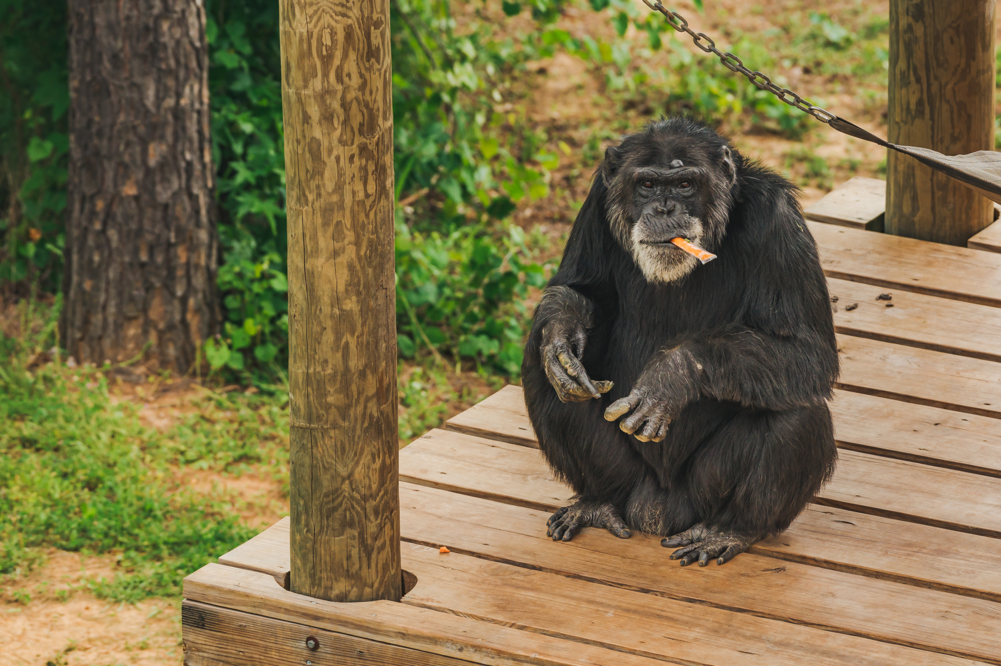 JR, the Playful Knight - Chimp Haven