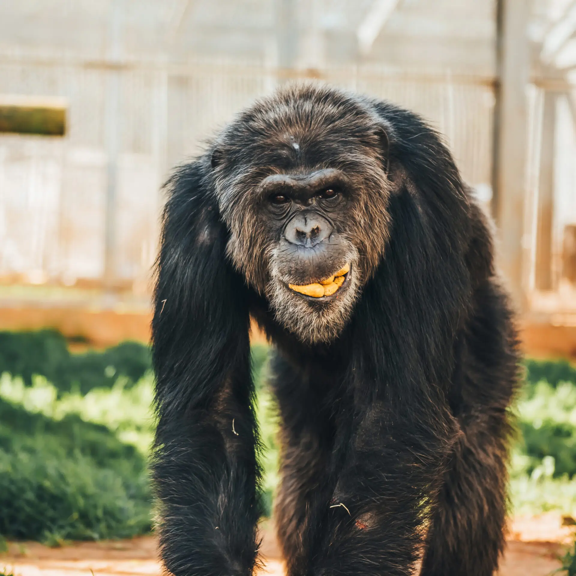 Meet our January 2020 arrivals! - Chimp Haven