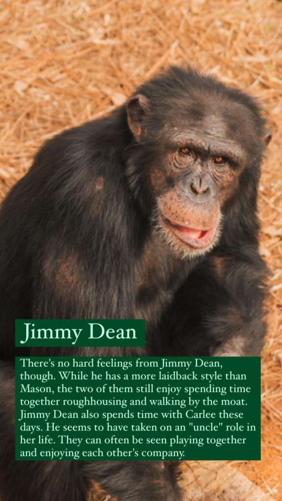 Meet the Chimps Updates - Chimp Haven