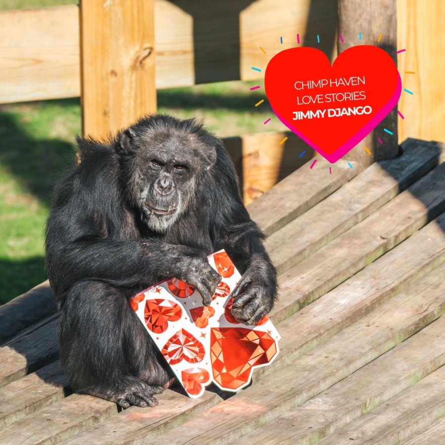 Love Stories: The Game of Thrones - Chimp Haven