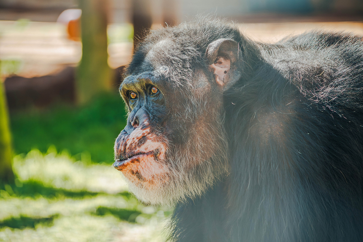 Heart health training with the chimps - Chimp Haven