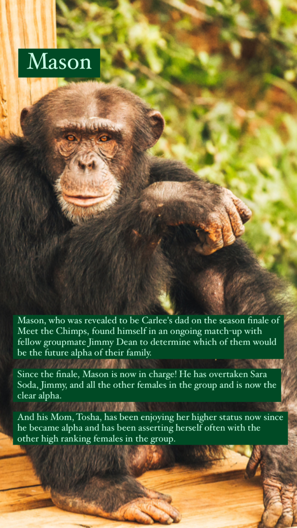 Meet the Chimps Updates - Chimp Haven