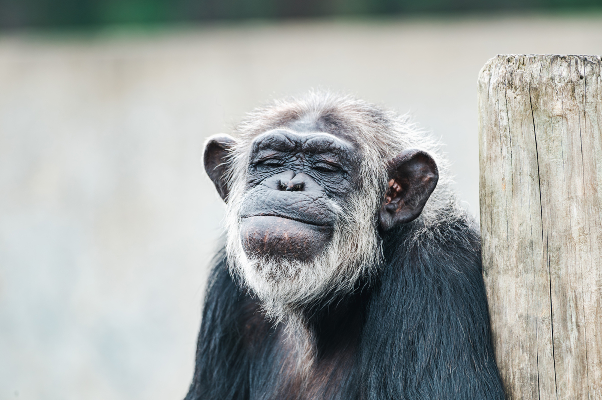 Chimp Haven Conservation Efforts - Ways To Help