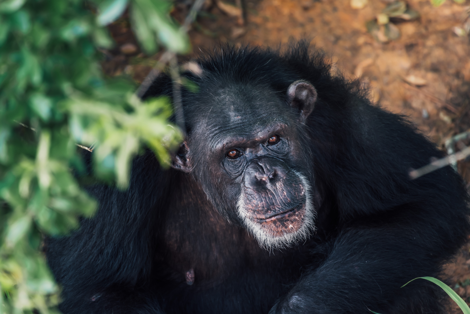 Help End Private Chimp Ownership