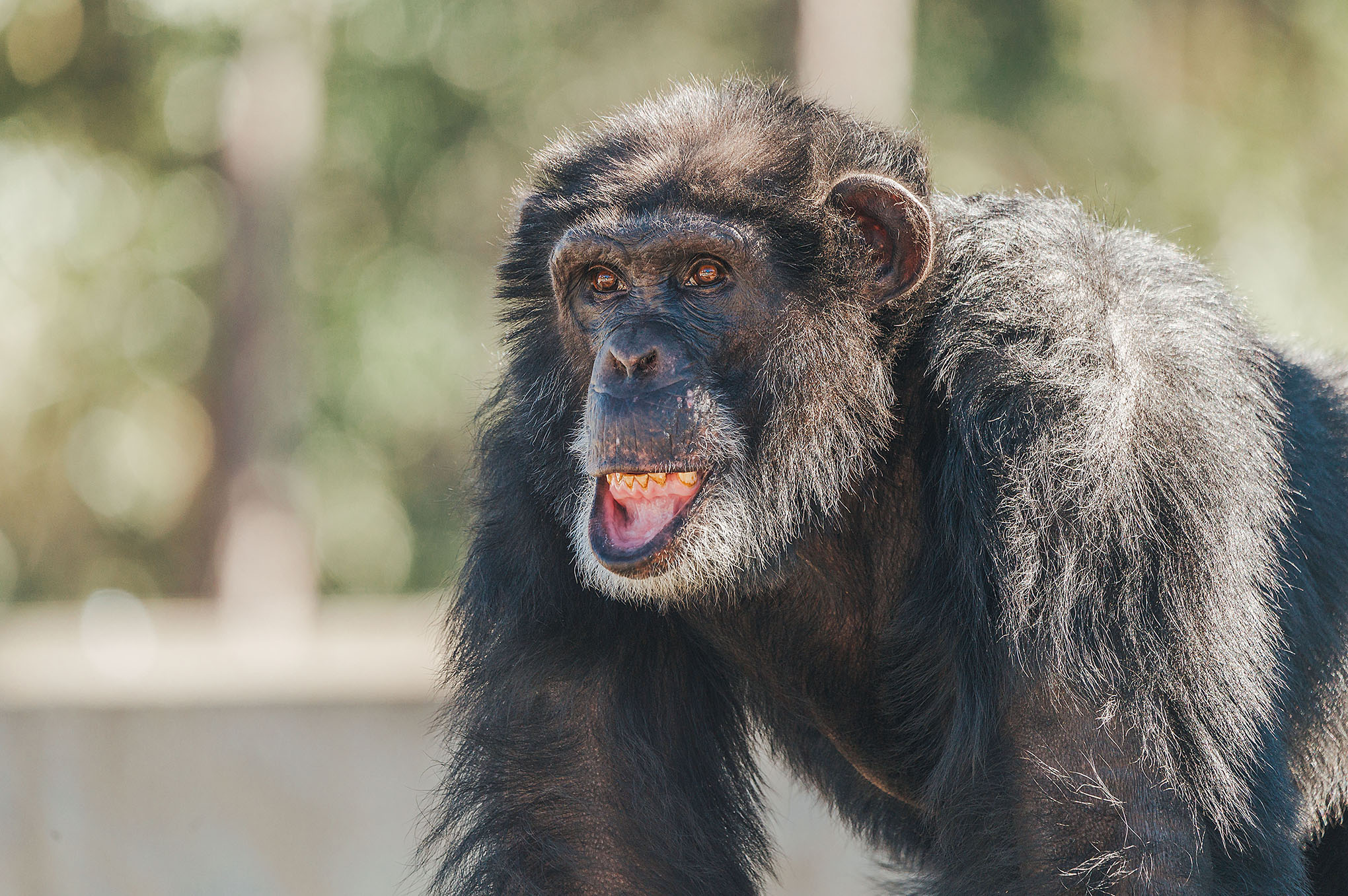 Chimp Haven Blog - Latest Articles About Chimps - Read Now