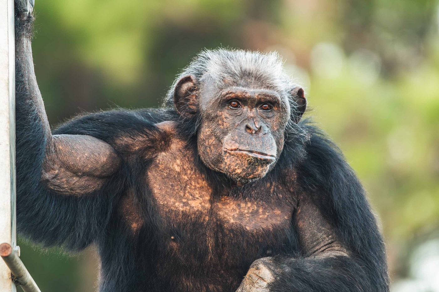 Meet The Chimps - 300+ Chimps To Get To Know - Visit Us