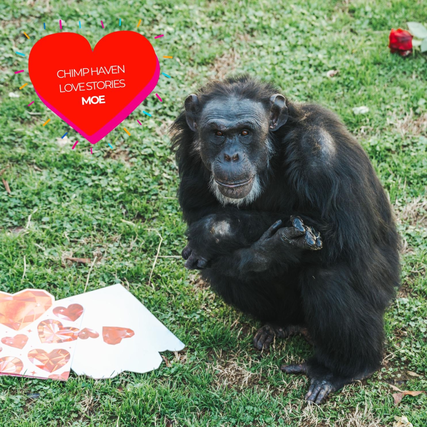 Love Stories: The Game of Thrones - Chimp Haven
