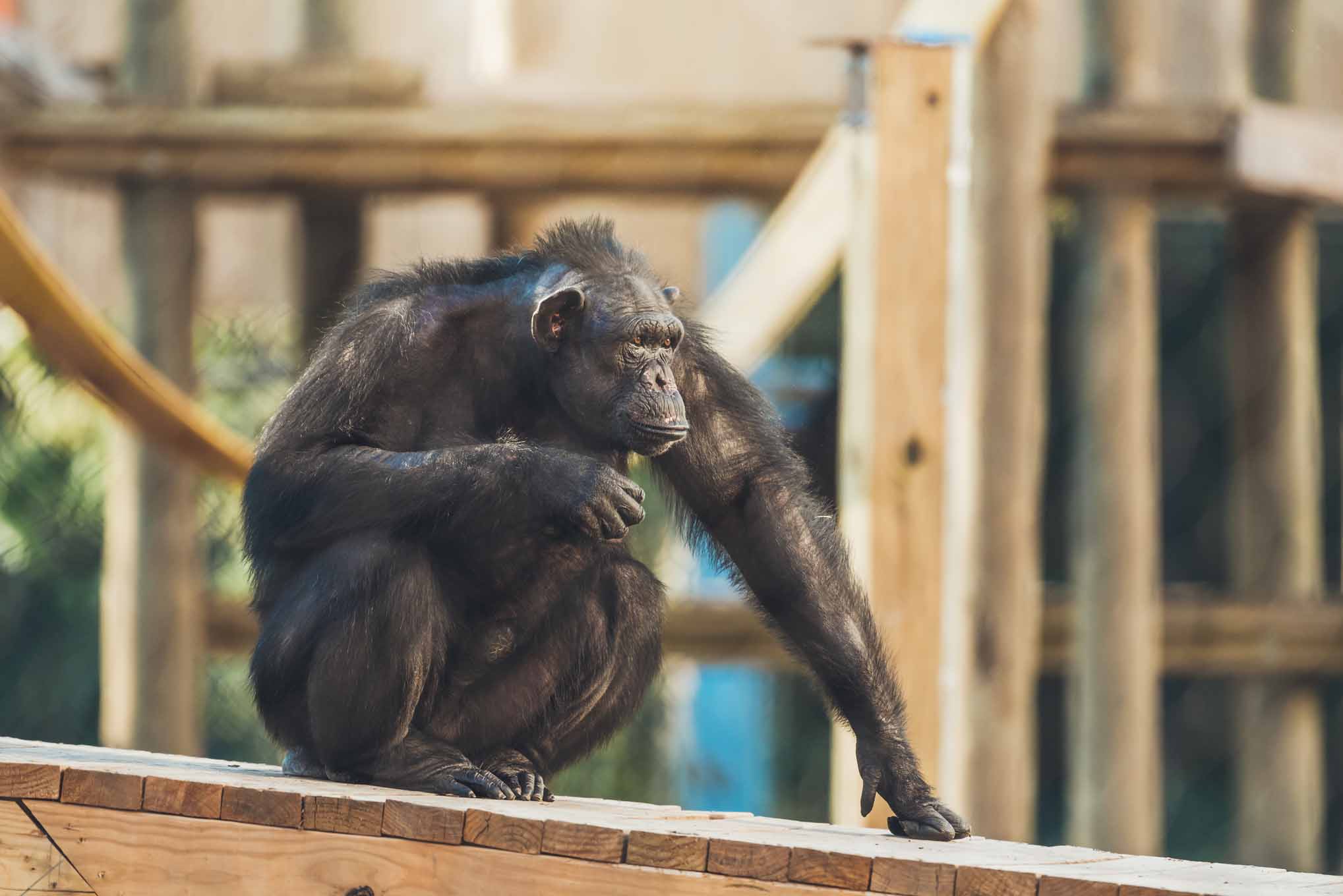 Meet The Chimps - 300+ Chimps To Get To Know - Visit Us