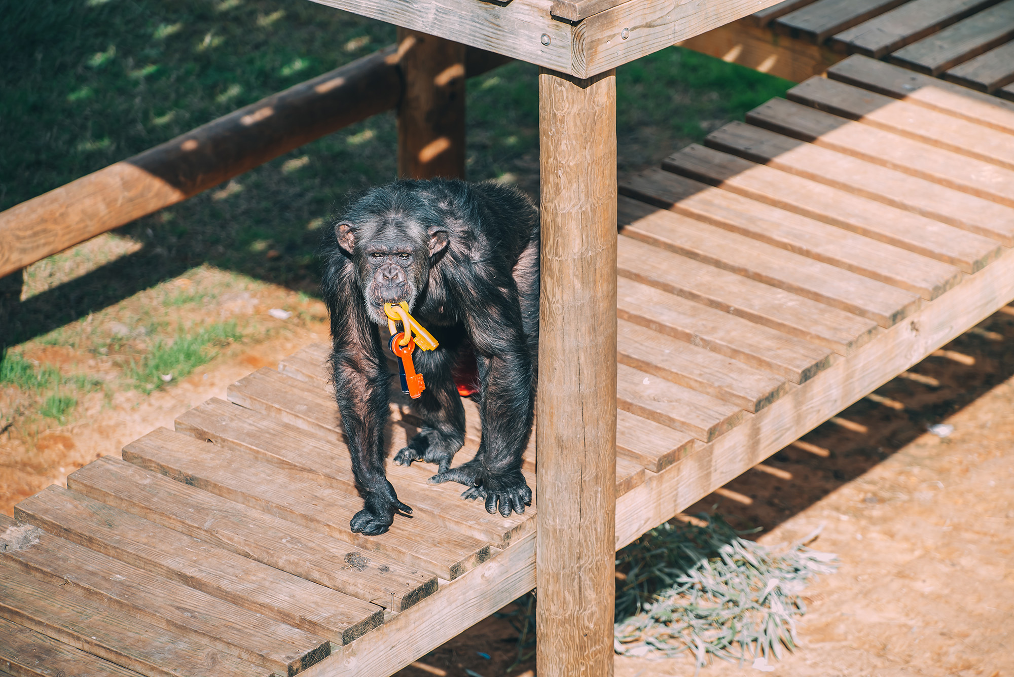 The Things They’re Grateful For - Chimp Haven