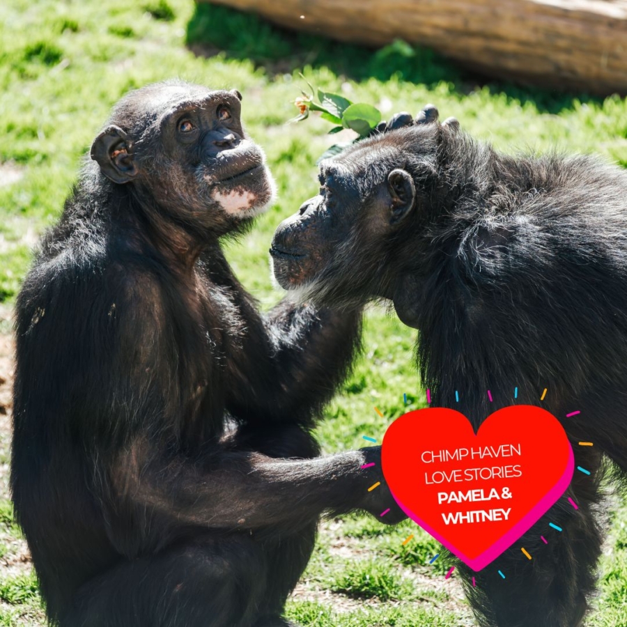 Love Stories: Pamela & Devon - Chimp Haven
