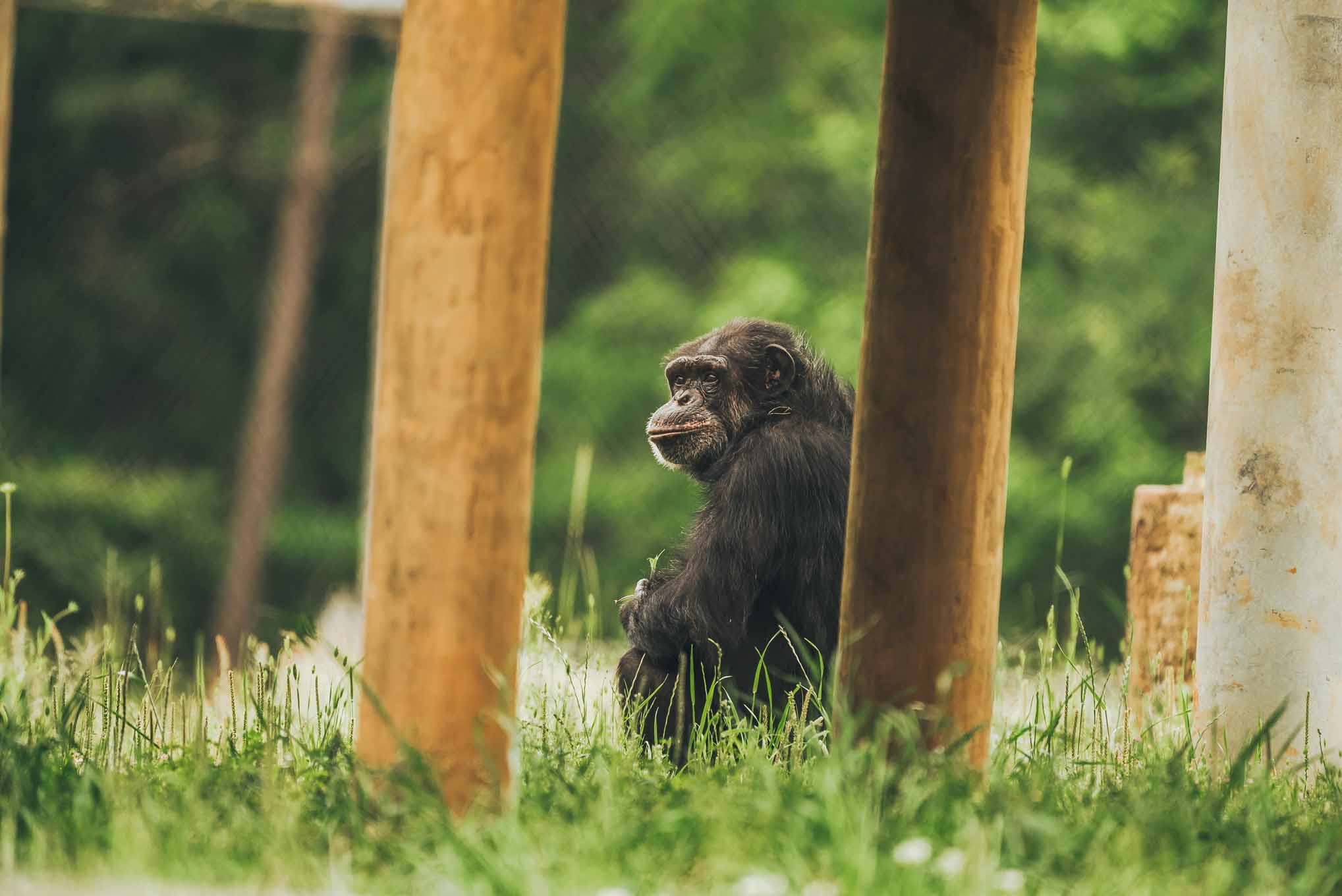 Meet The Chimps - 300+ Chimps To Get To Know - Visit Us