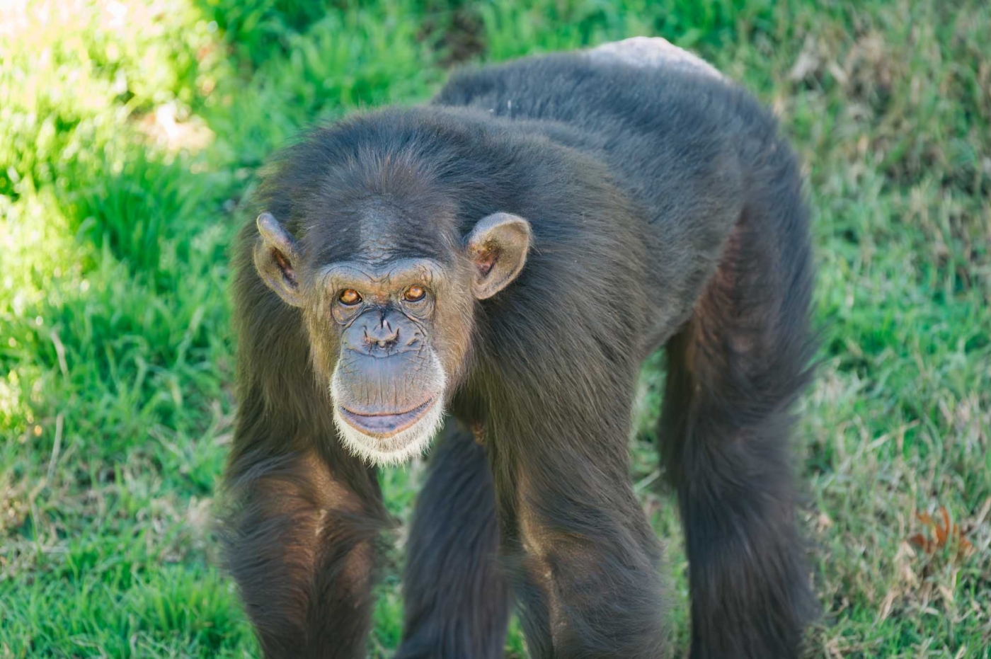 Meet The Chimps - 300+ Chimps To Get To Know - Visit Us