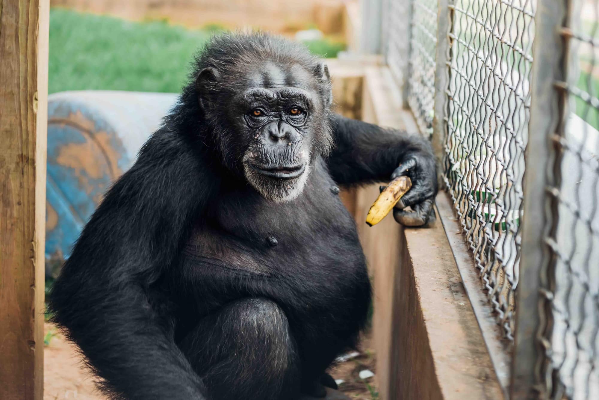 Training Tales: Getting fit with Roxanne - Chimp Haven