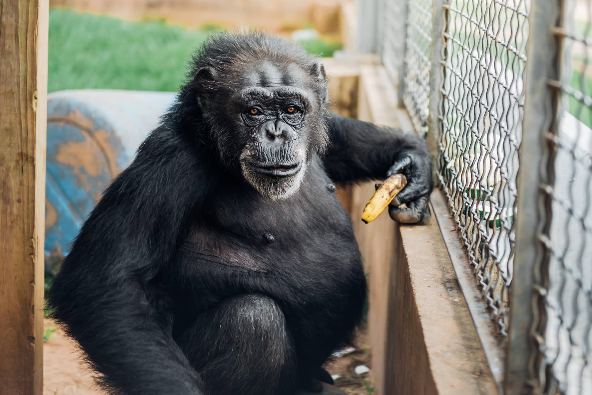 Training Tales: Getting fit with Roxanne - Chimp Haven