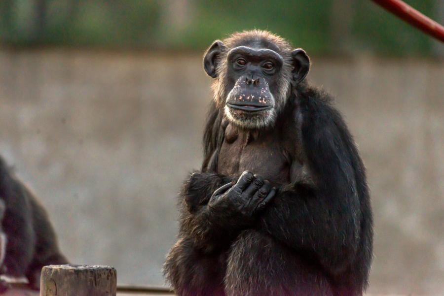Meet The Chimps - 300+ Chimps To Get To Know - Visit Us