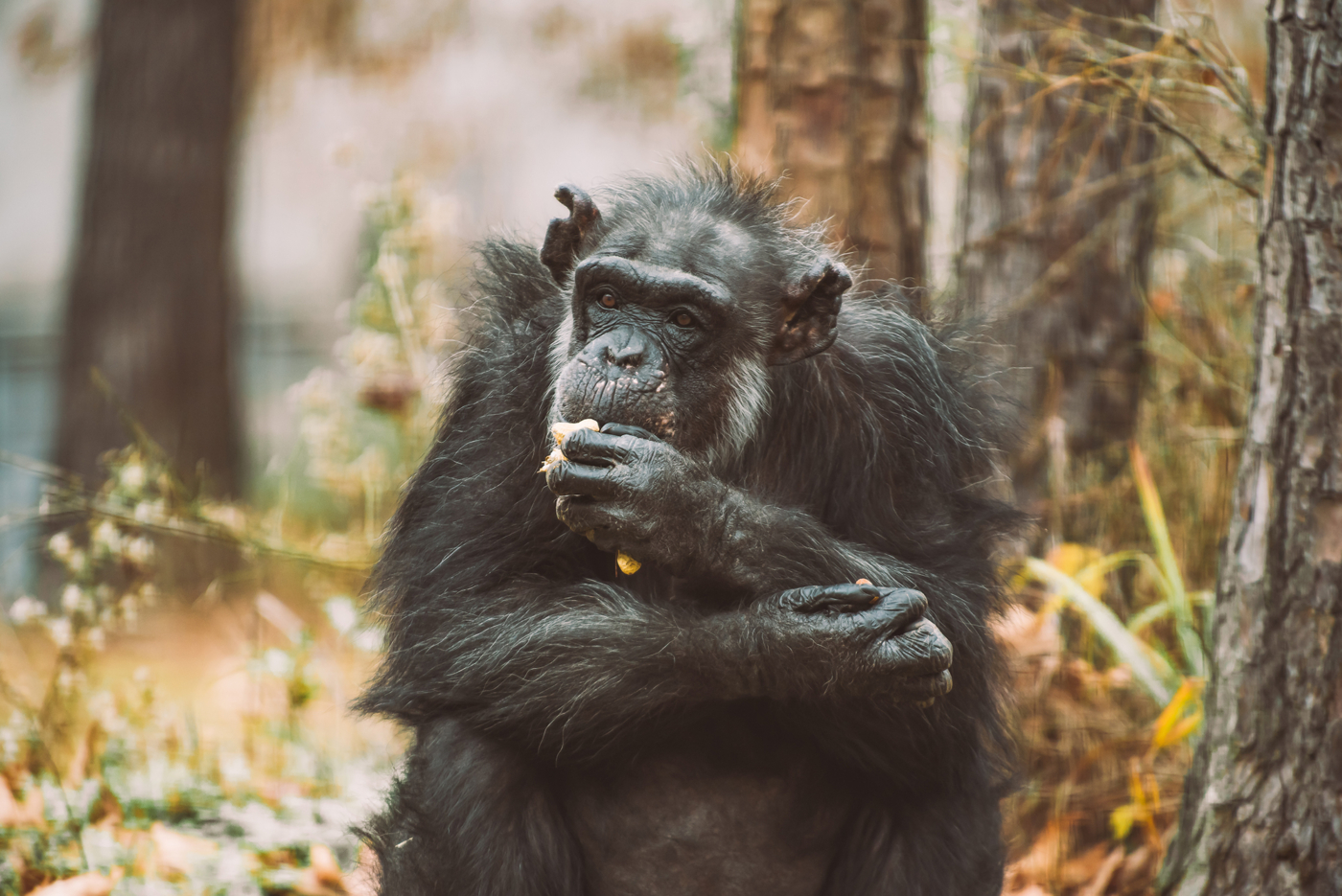 Valentina Rose - Chimp Haven