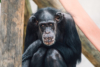 Remembering Sarah Anne - Chimp Haven
