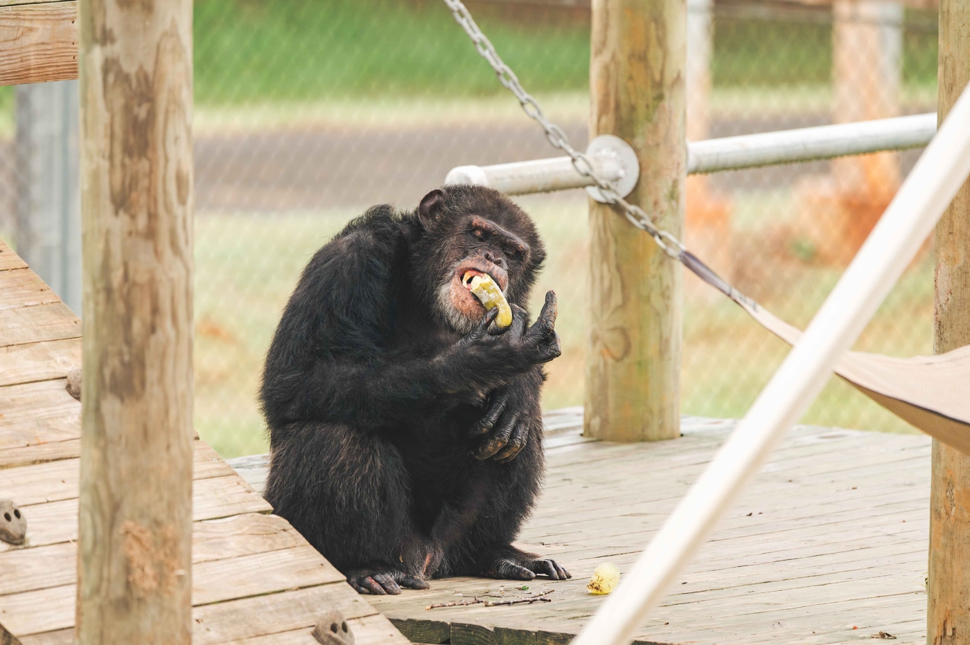 Photos: Fall Enrichment Brings the Pant-Hoots - Chimp Haven