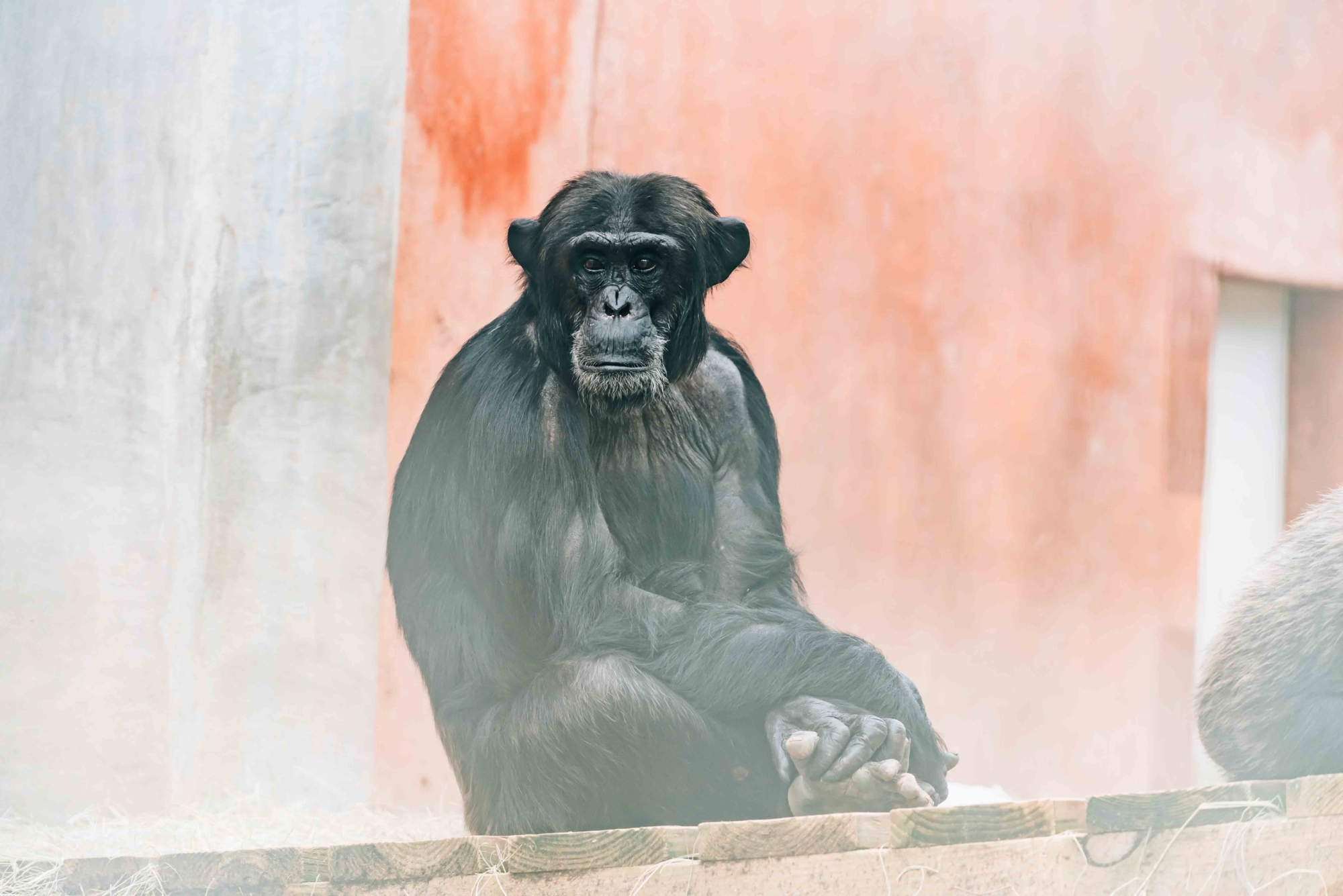 Shahee - Chimp Haven